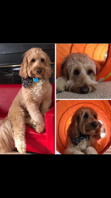 Danmar Labradoodles: Labradoodle Puppies for Sale by Breeder in SC