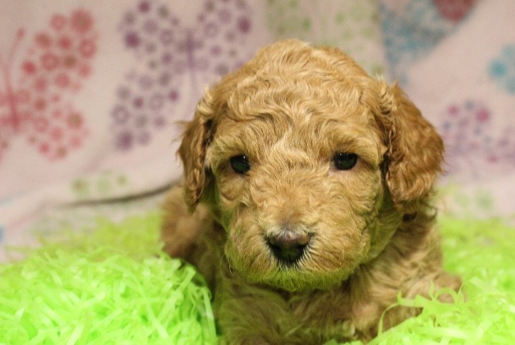 Danmar Labradoodles: Labradoodle Puppies for Sale by Breeder in SC