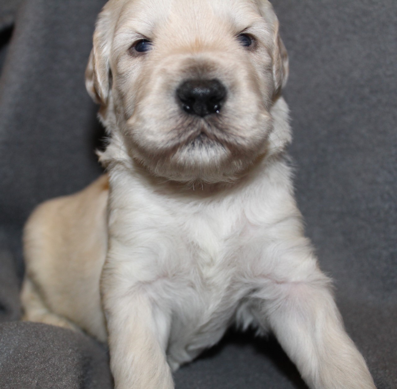 Danmar Labradoodles: Labradoodle Puppies for Sale by Breeder in SC