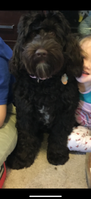 Danmar Labradoodles: Labradoodle Puppies for Sale by Breeder in SC