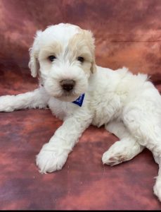 Available Labradoodle Puppies for Sale in SC & NC | Danmar Labradoodles