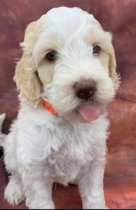 Available Labradoodle Puppies for Sale in SC & NC | Danmar Labradoodles