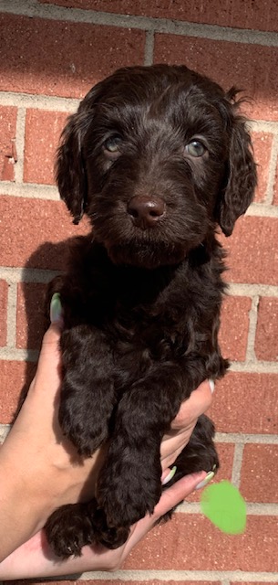 Danmar Labradoodles: Labradoodle Puppies for Sale by Breeder in SC