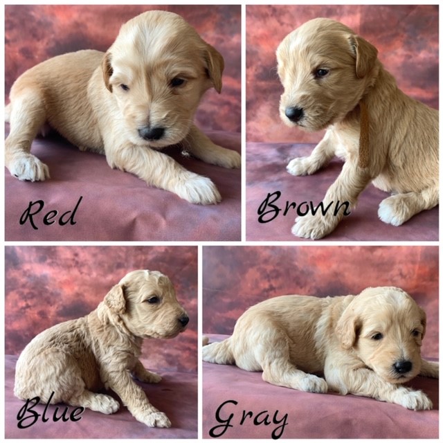 Danmar Labradoodles: Labradoodle Puppies for Sale by Breeder in SC
