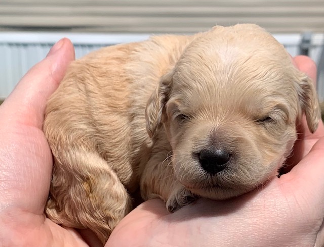 Danmar Labradoodles: Labradoodle Puppies for Sale by Breeder in SC