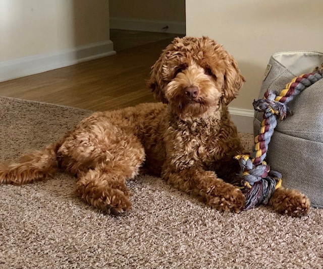 Danmar Labradoodles: Labradoodle Puppies for Sale by Breeder in SC