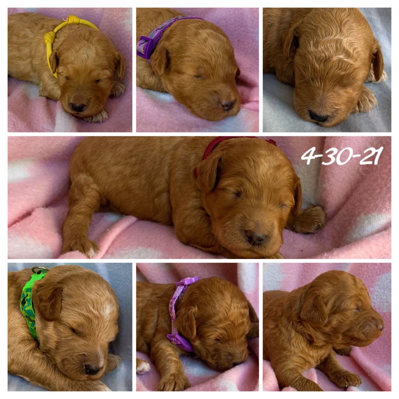 Danmar Labradoodles: Labradoodle Puppies for Sale by Breeder in SC