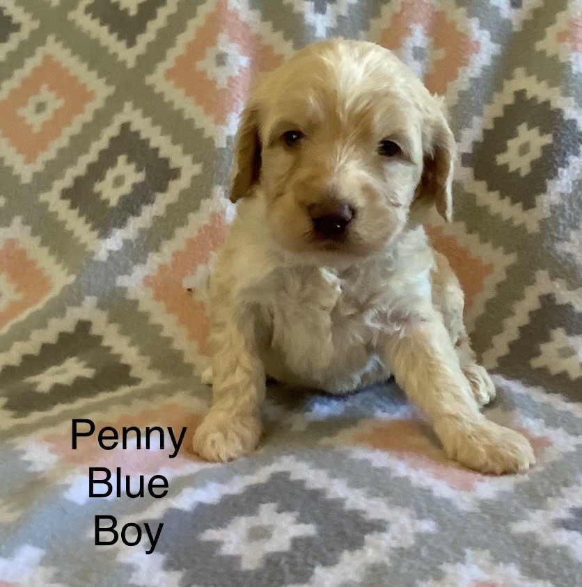 Danmar Labradoodles: Labradoodle Puppies for Sale by Breeder in SC