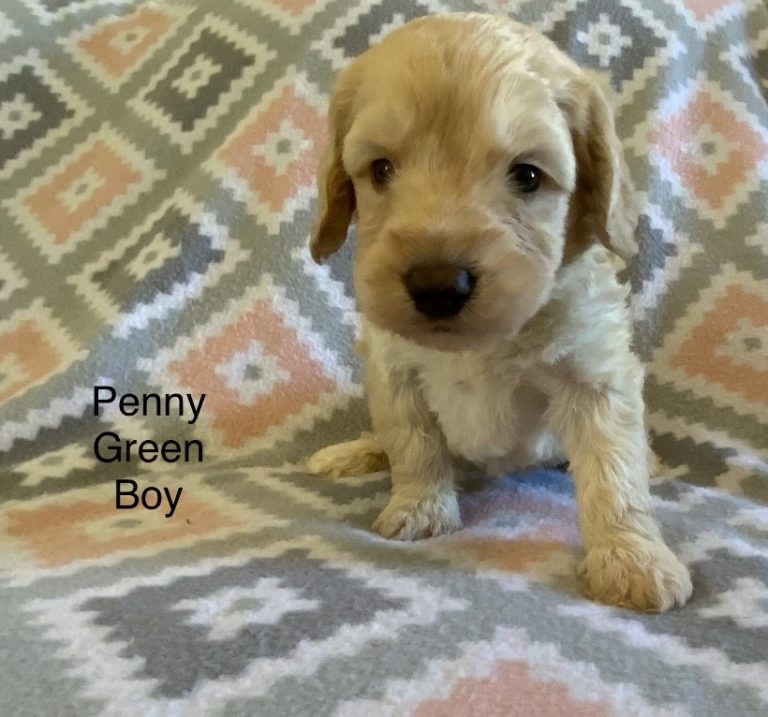 Danmar Labradoodles: Labradoodle Puppies for Sale by Breeder in SC