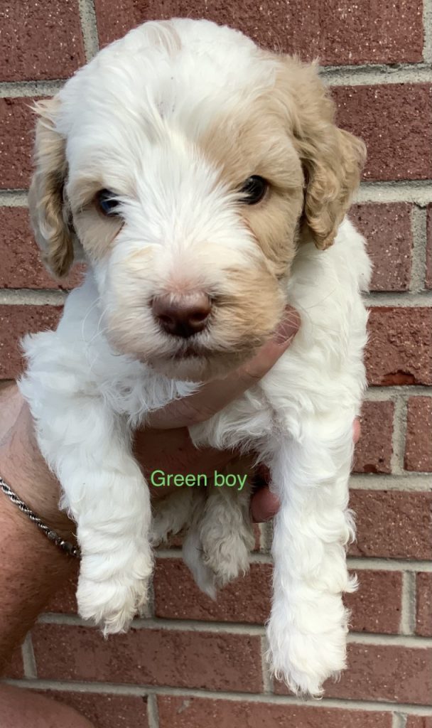 Danmar Labradoodles: Labradoodle Puppies for Sale by Breeder in SC