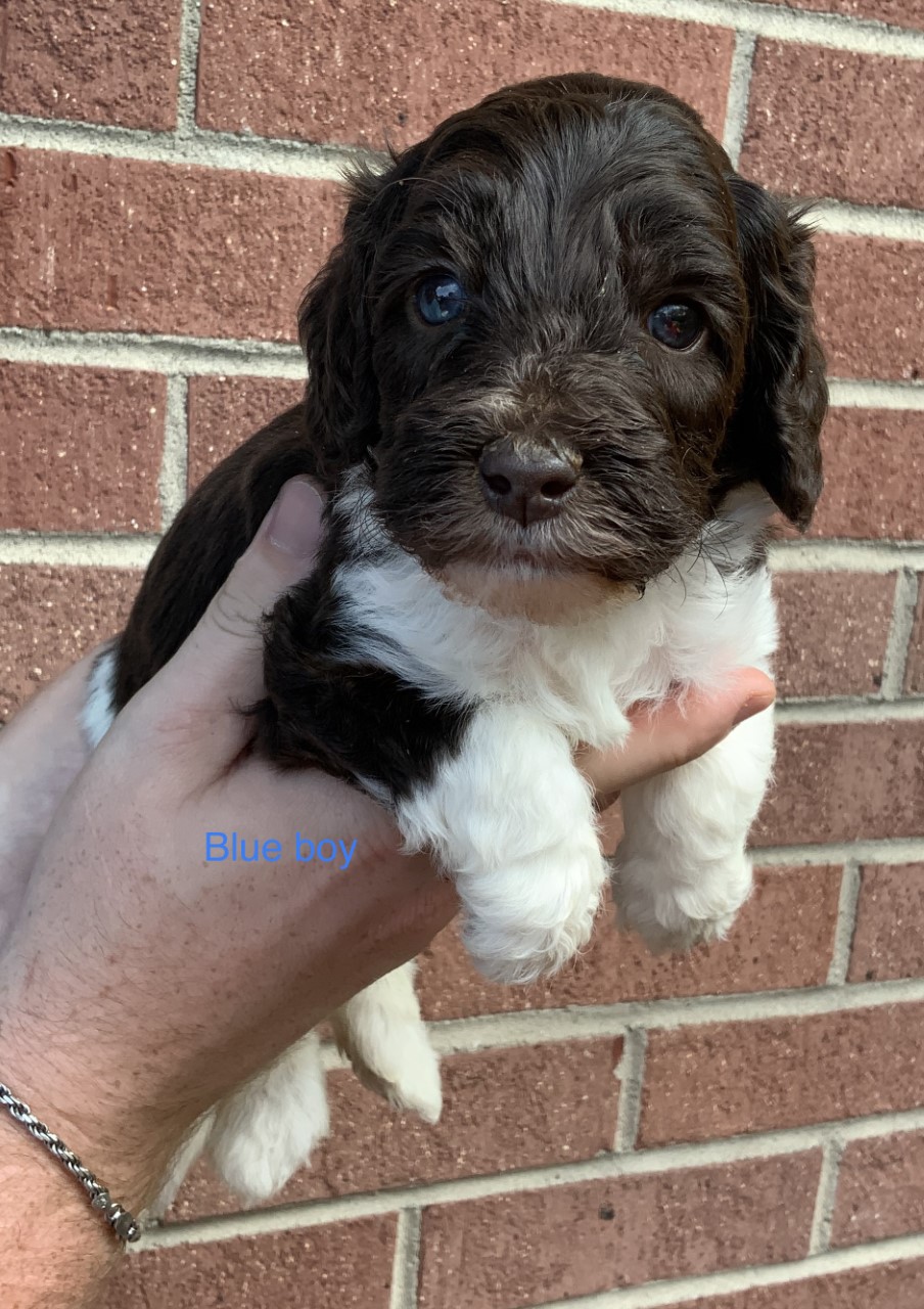 Danmar Labradoodles: Labradoodle Puppies for Sale by Breeder in SC