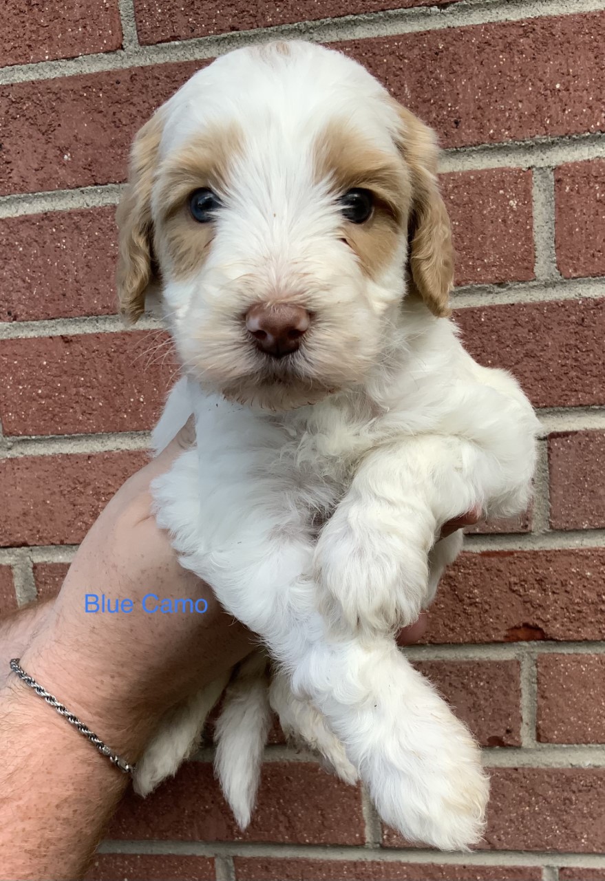 Danmar Labradoodles: Labradoodle Puppies for Sale by Breeder in SC