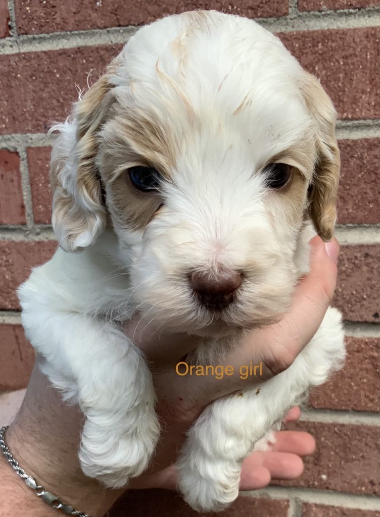Danmar Labradoodles: Labradoodle Puppies for Sale by Breeder in SC