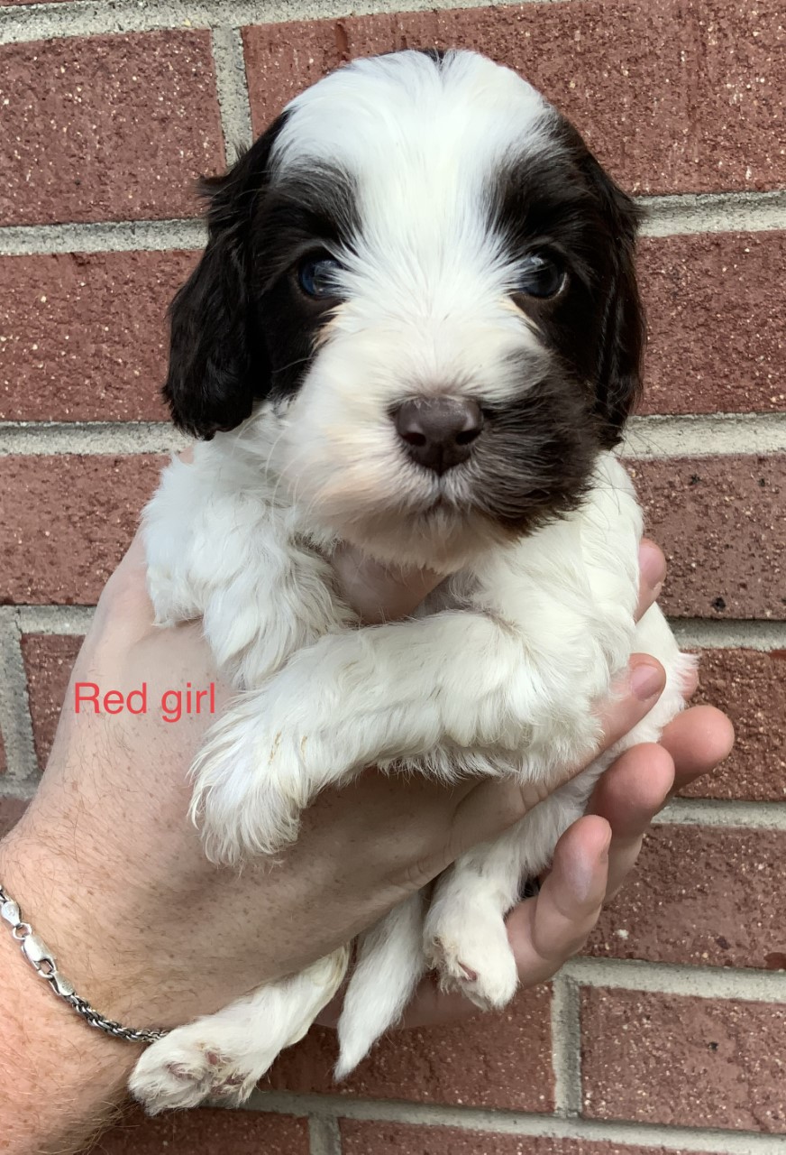 Danmar Labradoodles: Labradoodle Puppies for Sale by Breeder in SC