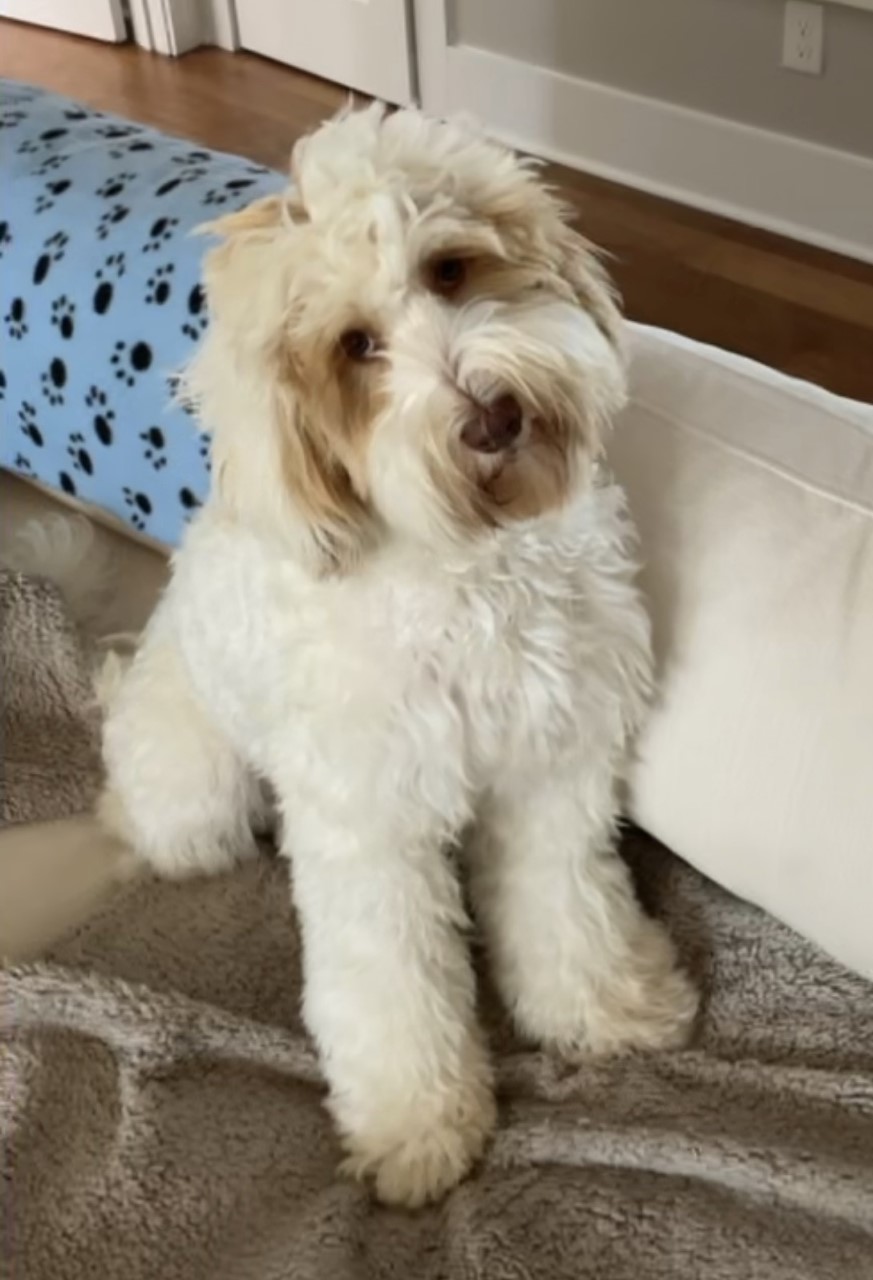 Danmar Labradoodles: Labradoodle Puppies for Sale by Breeder in SC