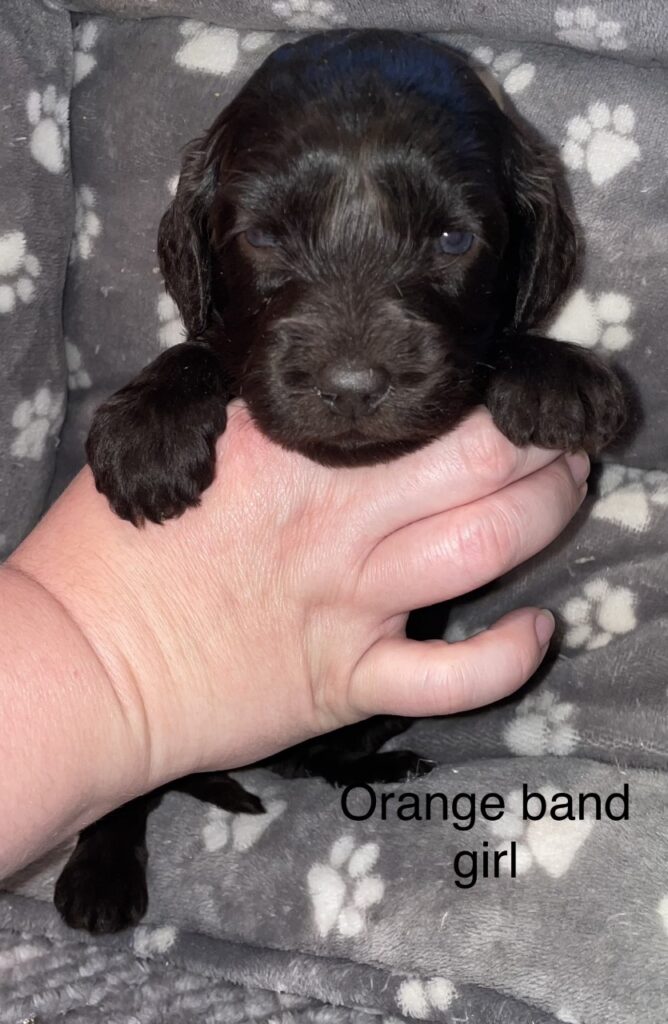 Labradoodle Puppies for Sale by Breeder in SC | Danmar Labradoodles