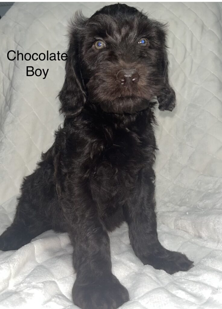 Labradoodle Puppies for Sale by Breeder in SC | Danmar Labradoodles
