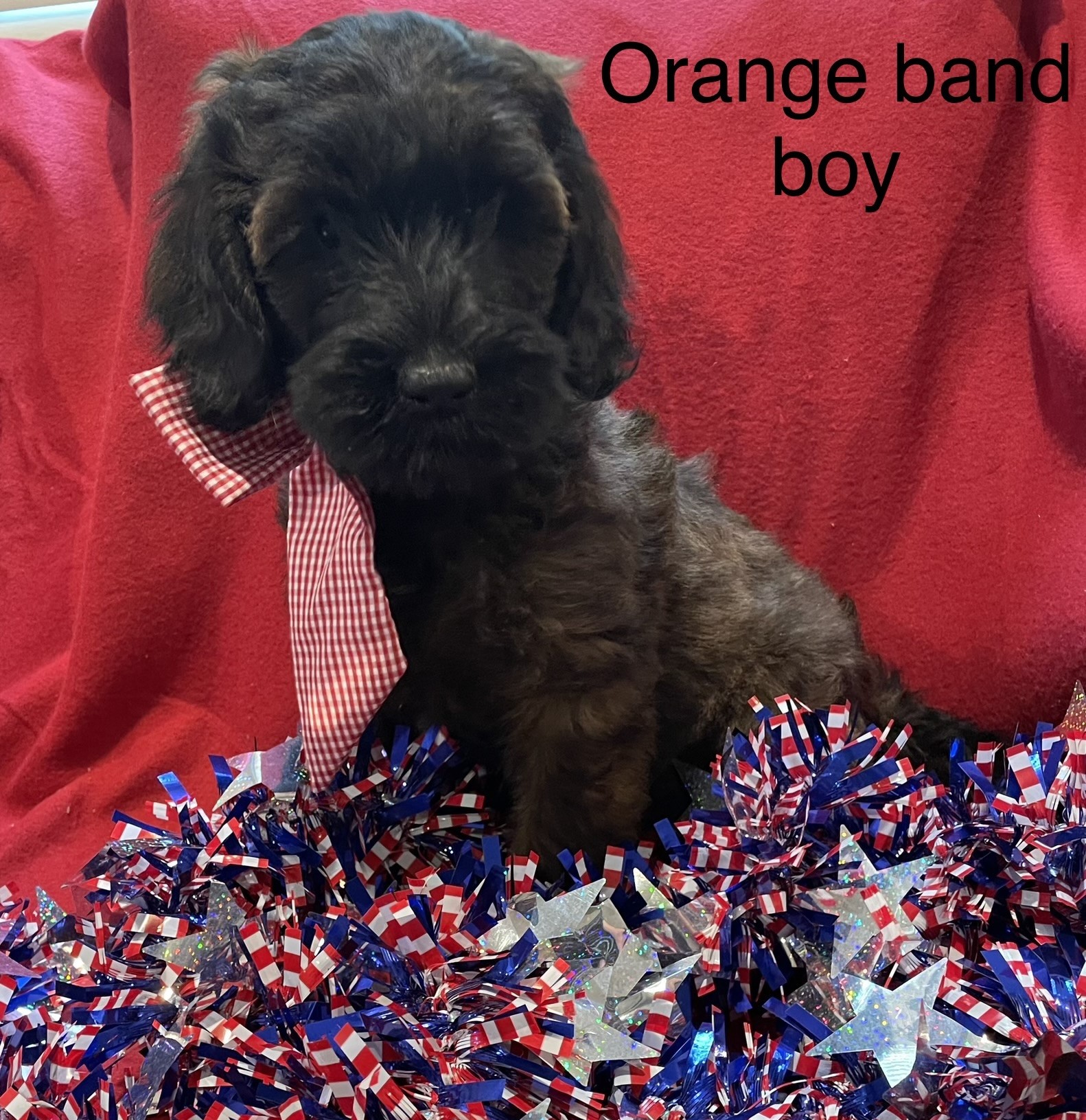 Labradoodle Puppies for Sale by Breeder in SC | Danmar Labradoodles