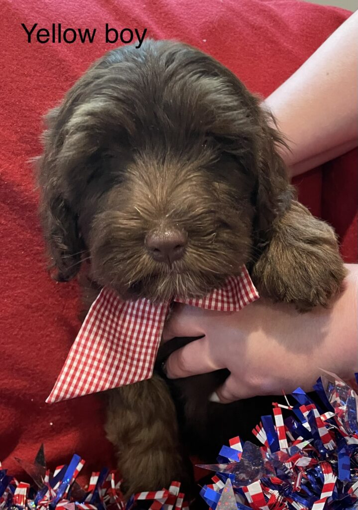 Labradoodle Puppies for Sale by Breeder in SC | Danmar Labradoodles