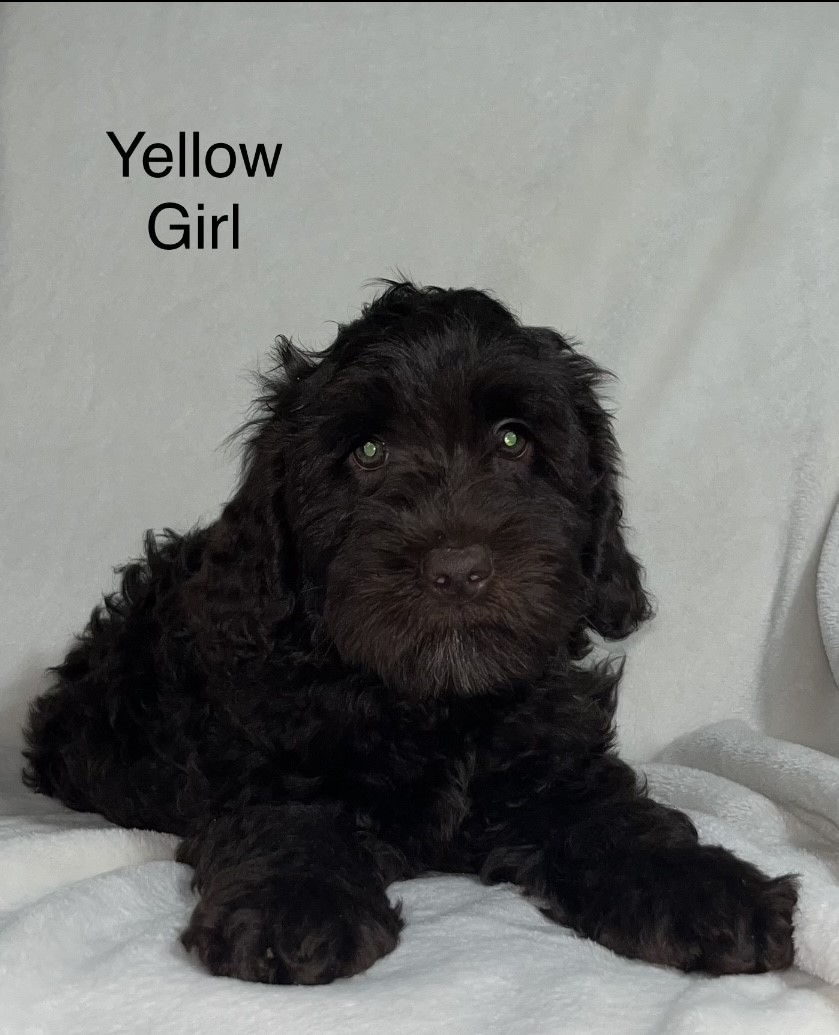 Labradoodle Puppies for Sale by Breeder in SC | Danmar Labradoodles