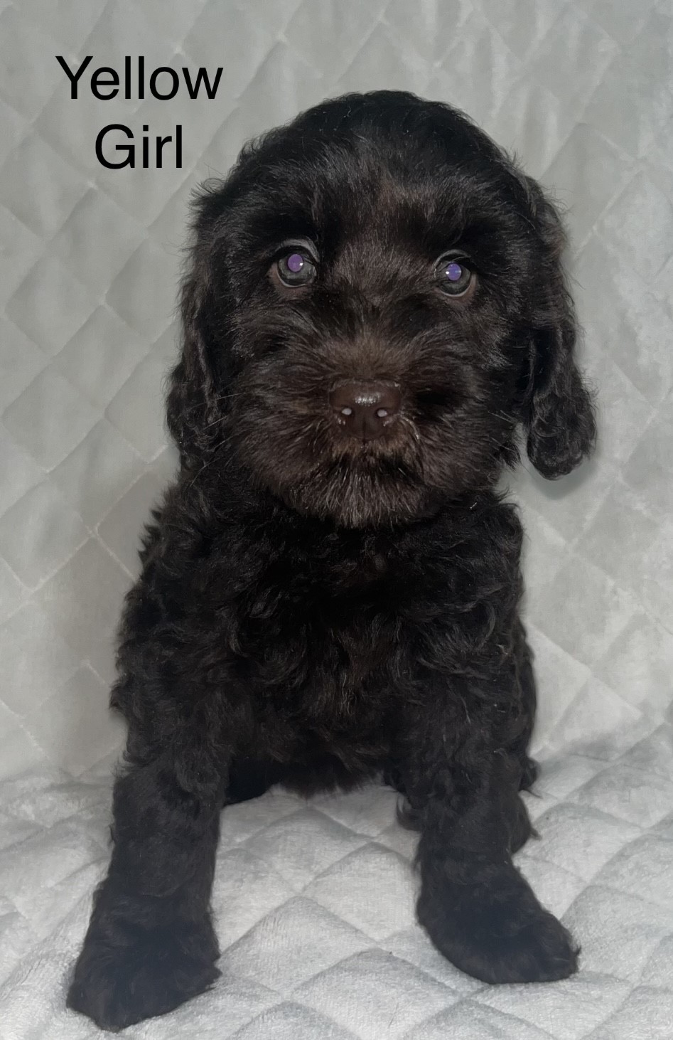 Labradoodle Puppies for Sale by Breeder in SC | Danmar Labradoodles